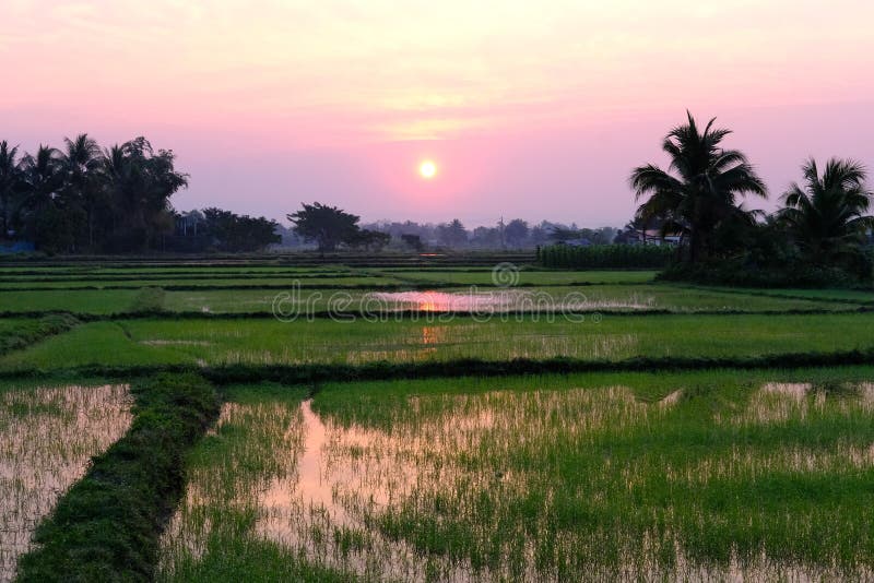 Sunrise at Paddy, Sun with Rice Field at Daw Stock Photo - Image of ...