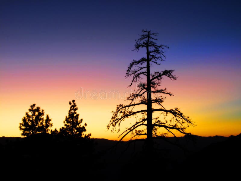 Sunrise in Pine forest stock photo. Image of golden, nature - 21121482