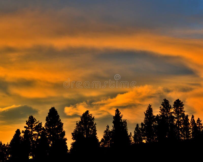 Sunrise and Pine Trees, Bitterroot Mountains, Montana. Stock Image ...