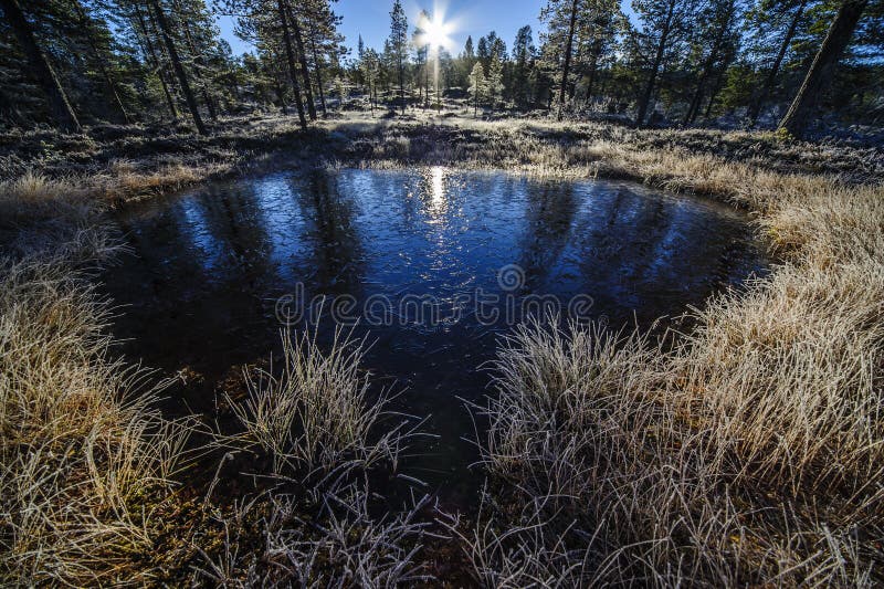 Sunrise stock image. Image of forest, landscape, plants - 49611733