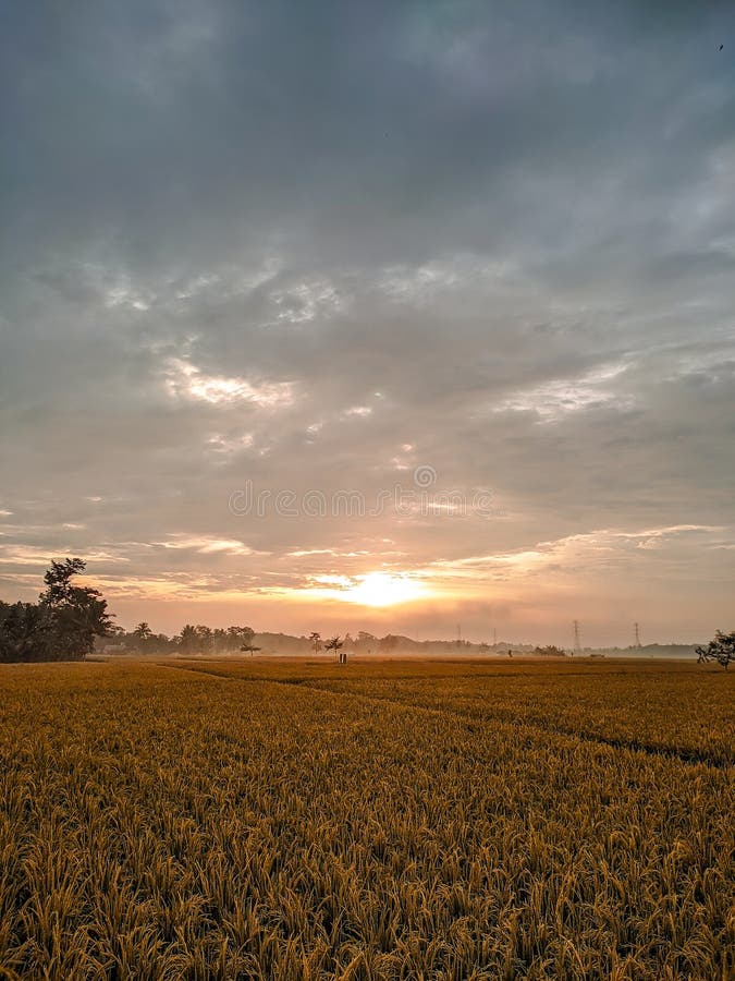 Beautifull Sunrise and Rice Field Stock Image - Image of nature, rice ...
