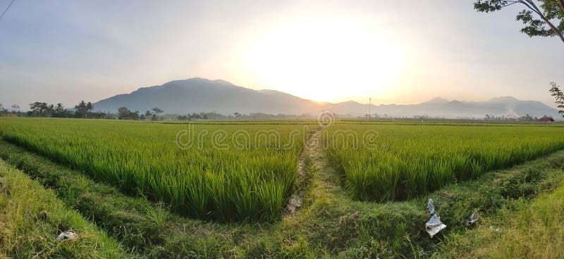Sunrise at the rice field stock photo. Image of pasture - 352063846