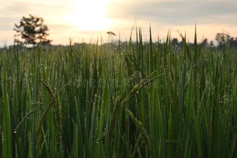 Sunrise on rice field. stock photo. Image of golden, climate - 78087942