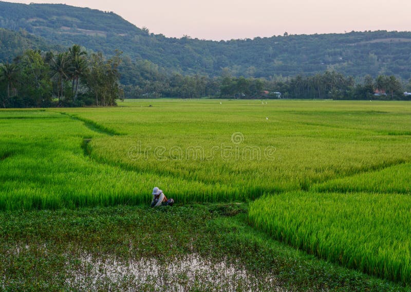 Rice Field in Southern Vietnam Editorial Photography - Image of leaf ...