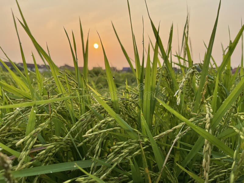 Sunrise at Rice Field in Thailand Stock Image - Image of ricefield ...
