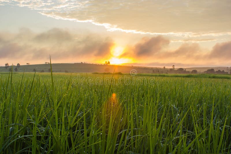 Sunrise on the rice field stock image. Image of nature - 61253309