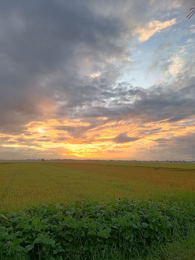 Sunrise in the Rice Fields. Stock Photo - Image of sunrise, field ...