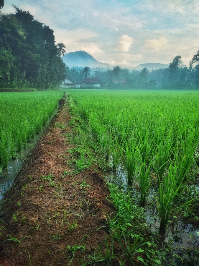 Sunrise at the Rice Fields in Banyumas, Central Java, Indonesia Stock ...