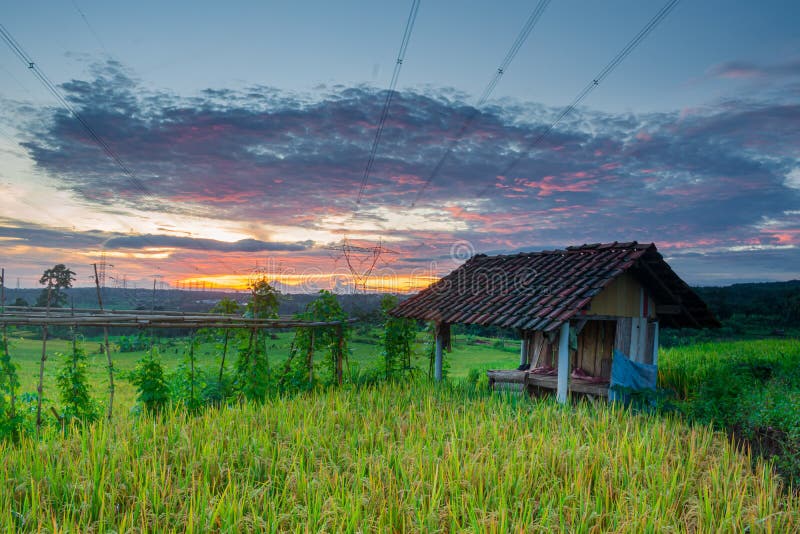 Sunrise in the Rice Fields of Kuningan City, West Java Stock Image ...