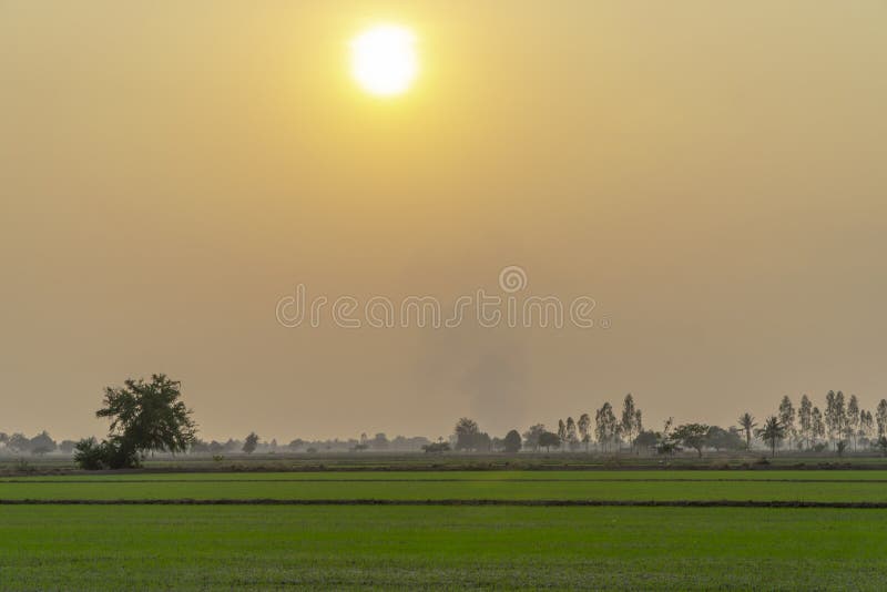 Sunrise and Rice Mist Over Fields in Morning Stock Photo - Image of ...