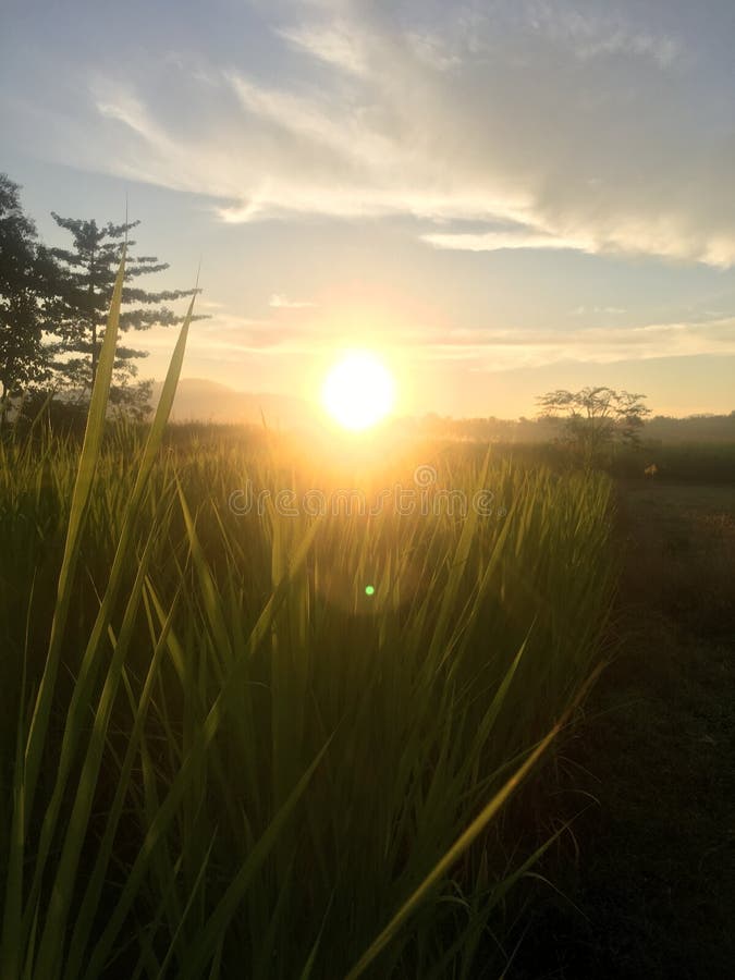 Sunrise between rice stock photo. Image of reflection - 225056520