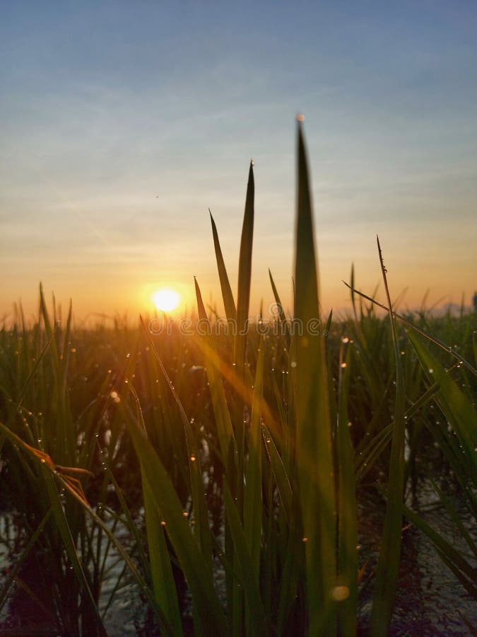 Sunrise on ricefield stock image. Image of green, light - 261896977