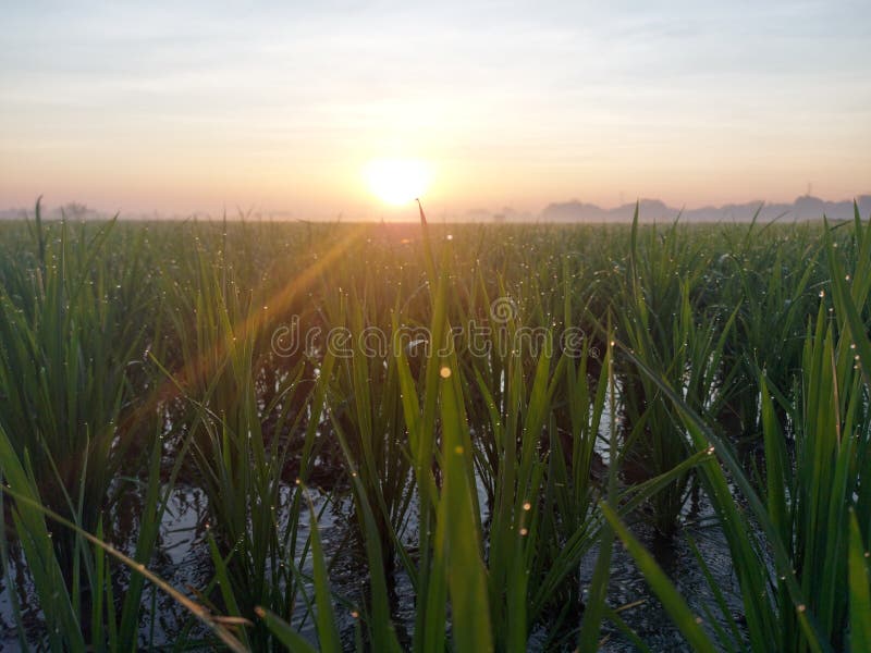 Sunrise on ricefield stock image. Image of meadow, leaf - 261896989