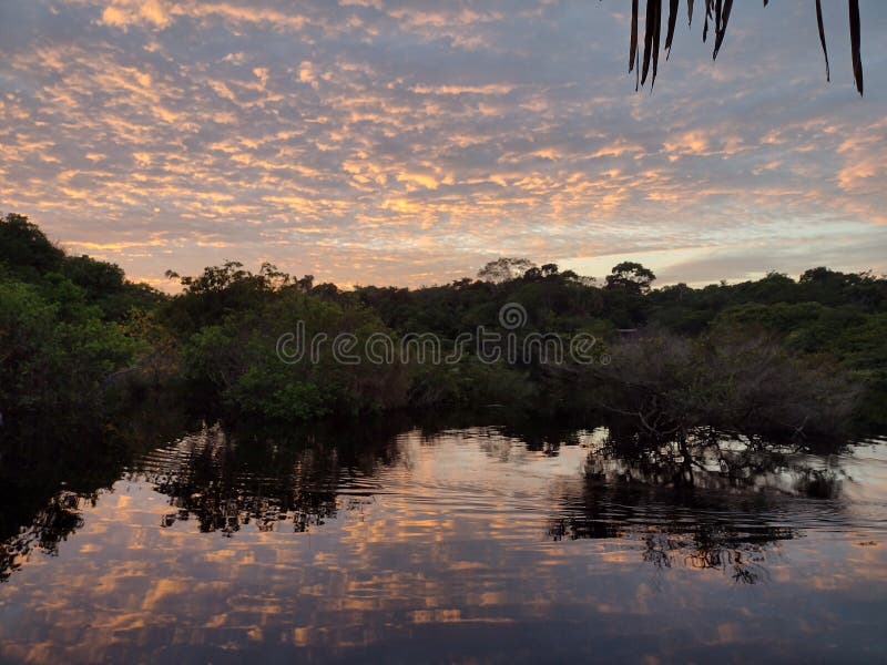 Sunrise of the Amazon Rainforest Stock Image - Image of monckey, relax ...
