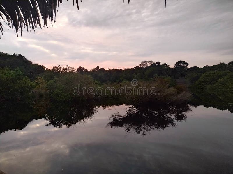 Sunrise of the Amazon Rainforest Stock Photo - Image of jungle, live ...