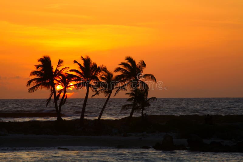 Paradise Beach Sunset Tropical Palm Trees Stock Photo - Image of palm ...