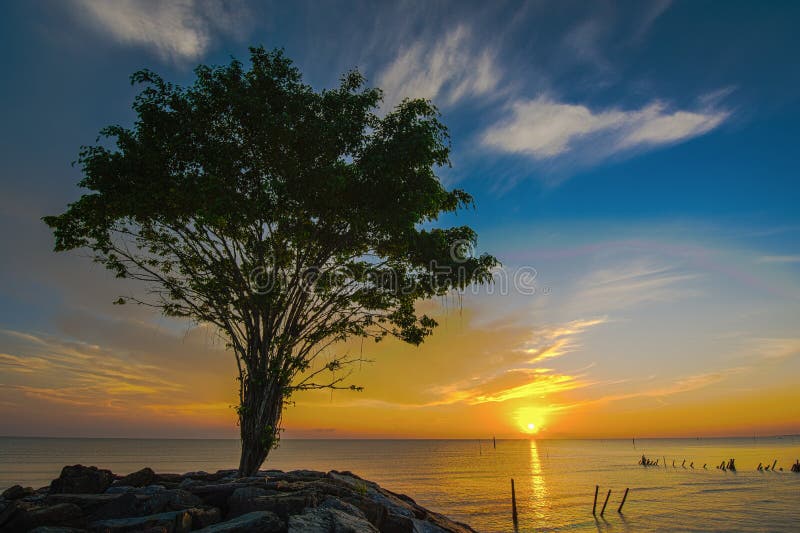 Sunrise sea tree and stone stock image. Image of beautiful - 132805015
