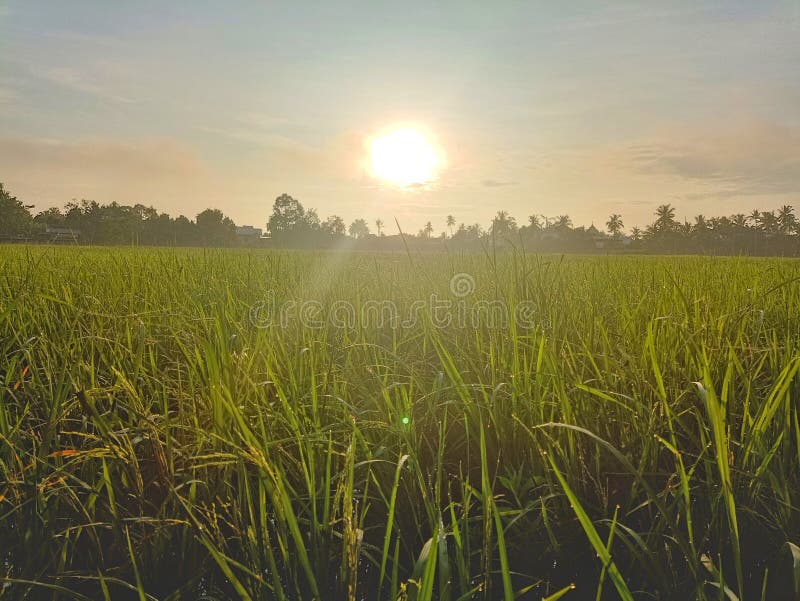The Sunrise is Seen from the Expanse of Rice Fields in the Rice Fields ...