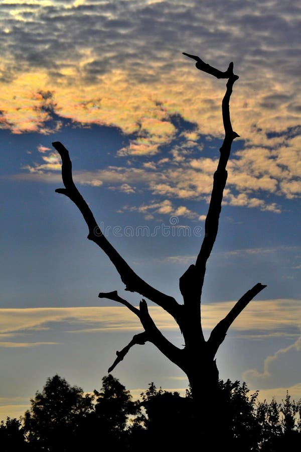 Sunrise with Shadow of a Tree. Stock Photo - Image of wetlands, branch ...