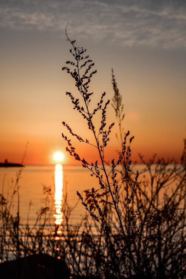 Sunrise shadows stock photo. Image of plants, sunrise - 90661122