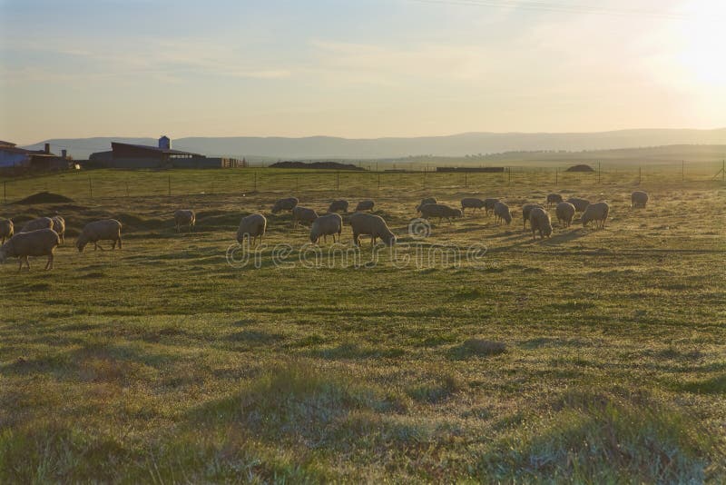 Sunrise sheep stock photo. Image of grass, scenery, summer - 71551558