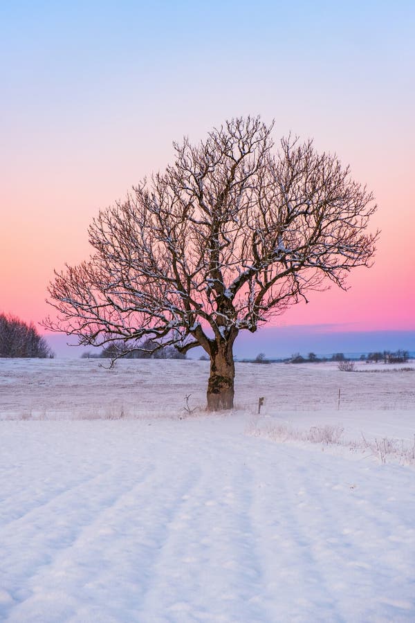 Sunrise with a Single Tree in a Rural Winter Landscape Stock Photo ...