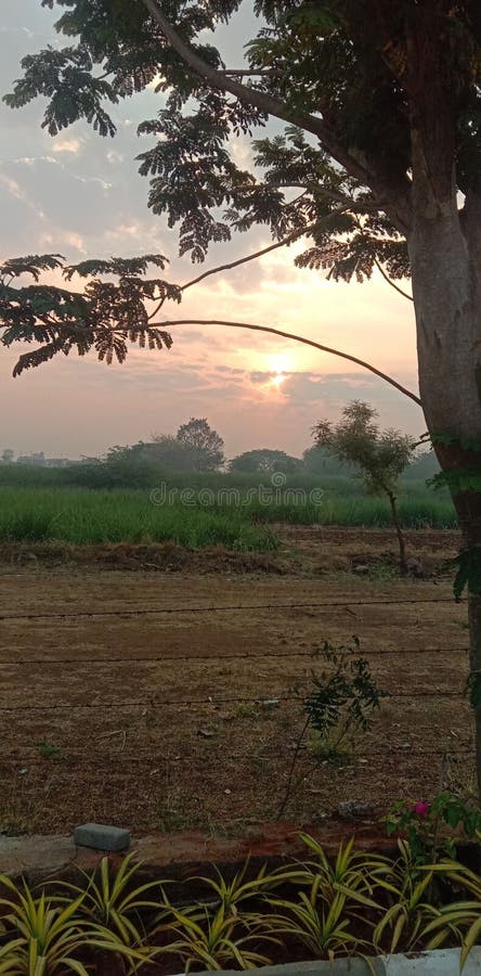 Sunrise, Sky, Tree, Phenomenon Picture. Image: 102642341