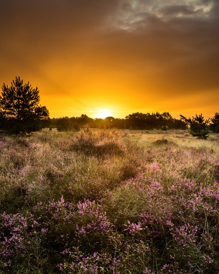A Small of Field of Petunas Stock Image - Image of foliage, colorful ...