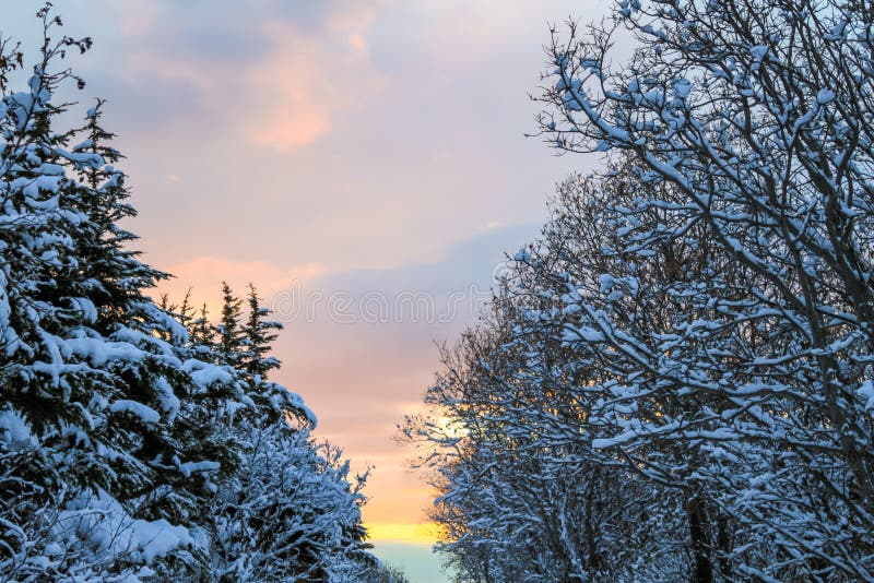Sunrise through Snow Covered Trees Stock Photo - Image of pink ...