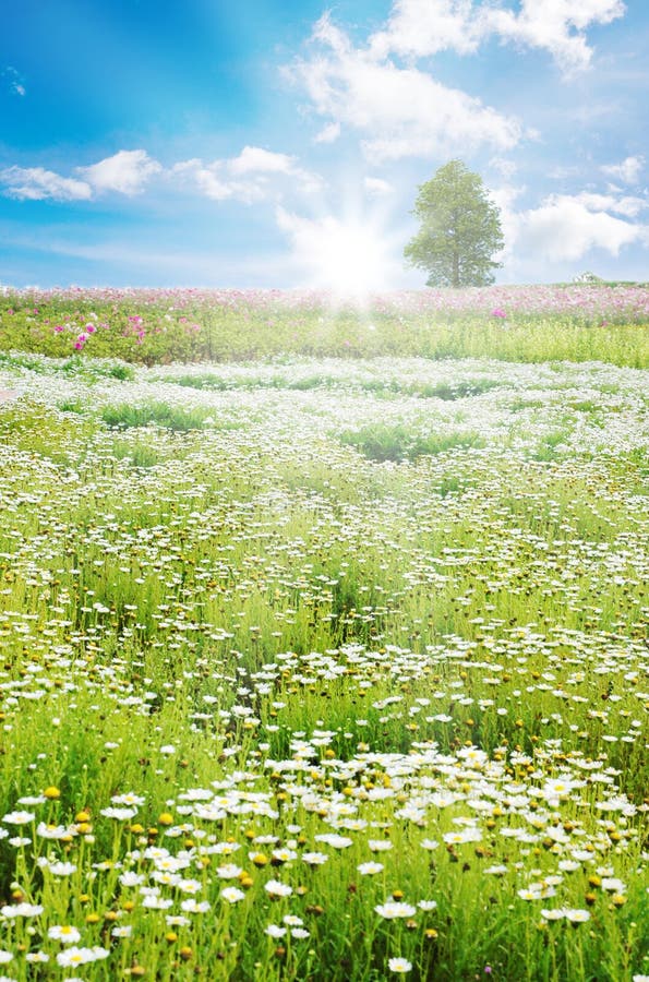 Field of daisy flower stock image. Image of garden, spring - 1223601