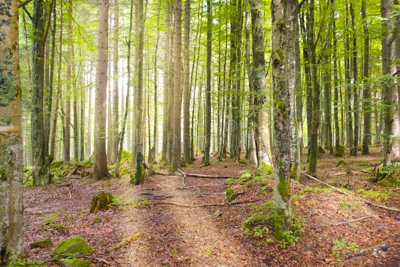 Sunrise in the Spring Forest Stock Image - Image of light, rural: 21551189