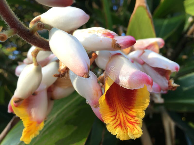 Sunrise in Spring on Kauai Island, Hawaii. Stock Photo - Image of sunny ...