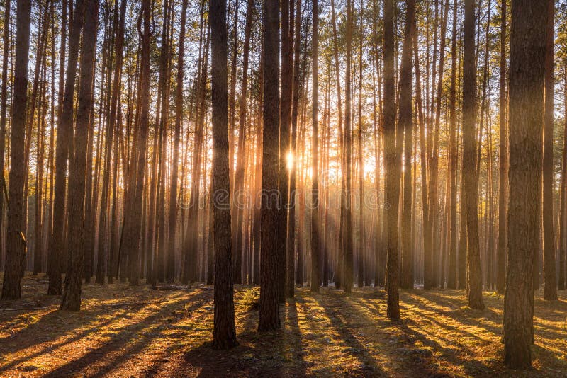 Sunrise in the Spring Pine Forest. Sunbeams Shining through the Haze ...