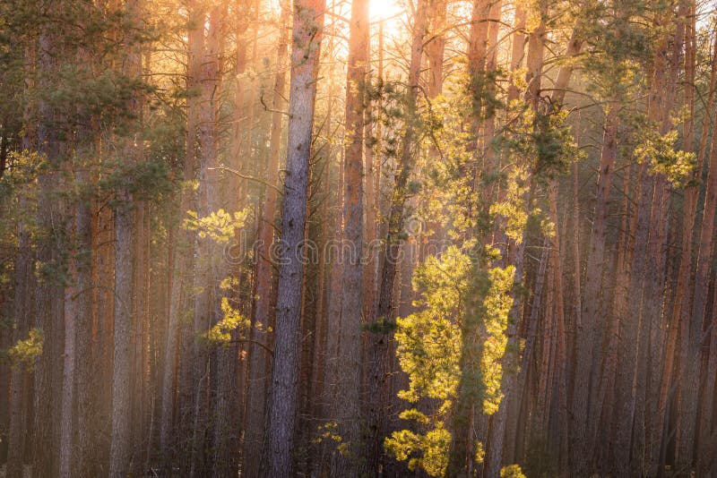 Sunrise in the Spring Pine Forest. Sunbeams Shining through the Haze ...