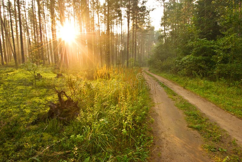 Sunrise in the Spring Woods Stock Photo - Image of light, beauty: 9097240