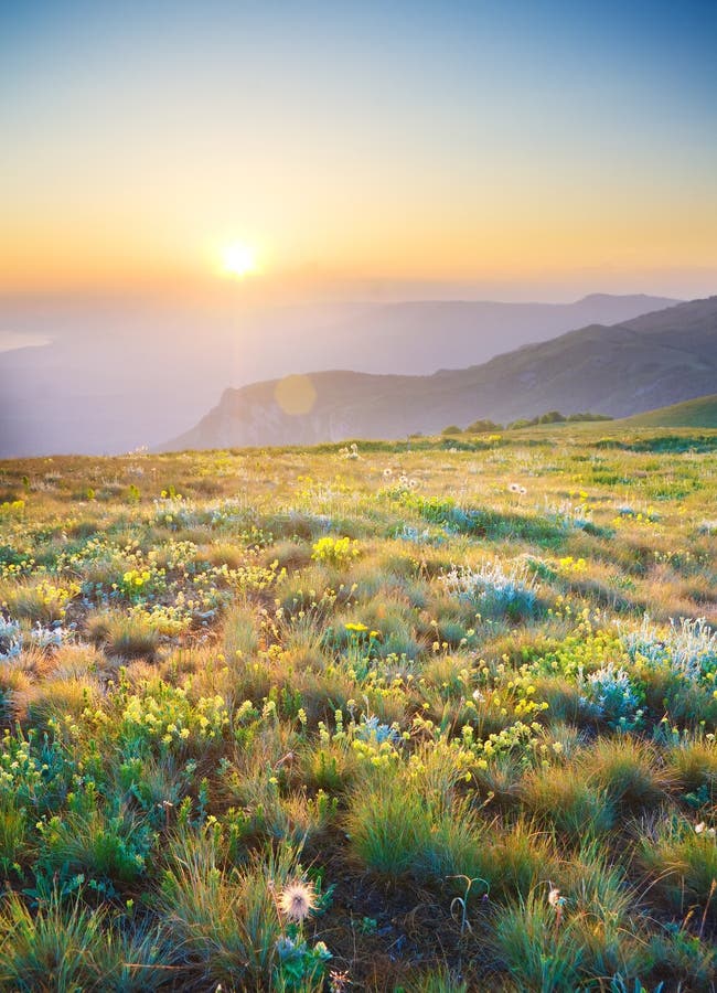 Flowers on the Mountain Field during Sunrise Stock Photo - Image of ...