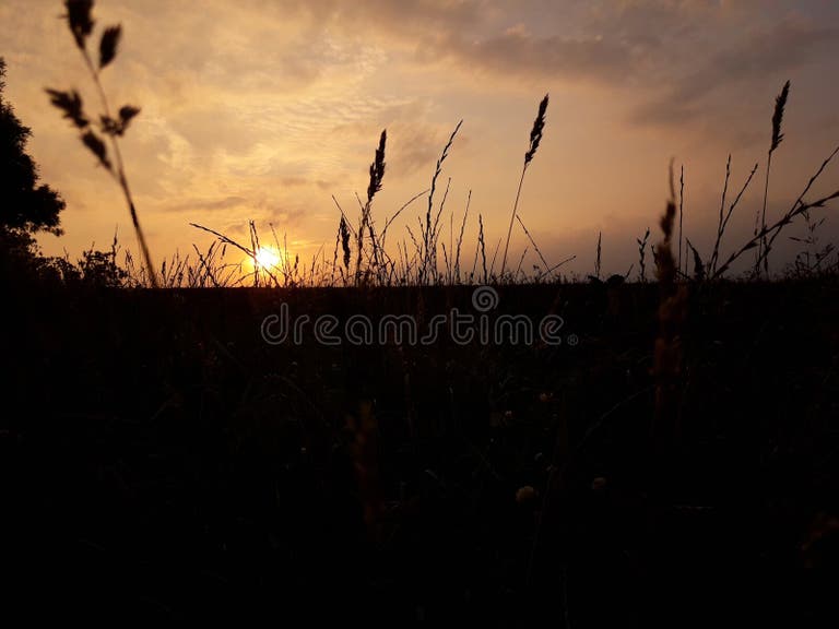 Sunrise stock photo. Image of evening, corn, sunrise - 98597078