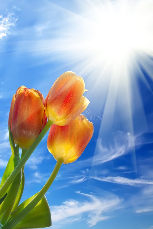 Sunrise Sun Sky Flowers Tulips Stock Photo - Image of white, water ...