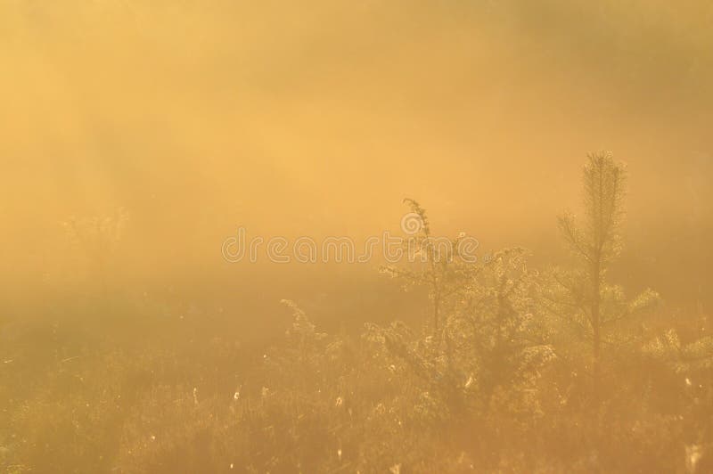 Sunrise. Sunny Morning. the Sun`s Rays at Dawn Stock Photo - Image of ...