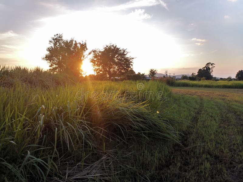 Sunrise Sunset at Grass Field Stock Image - Image of countryside ...