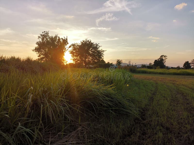 Sunrise Sunset at Grass Field Stock Photo - Image of sunrise, sunlight ...