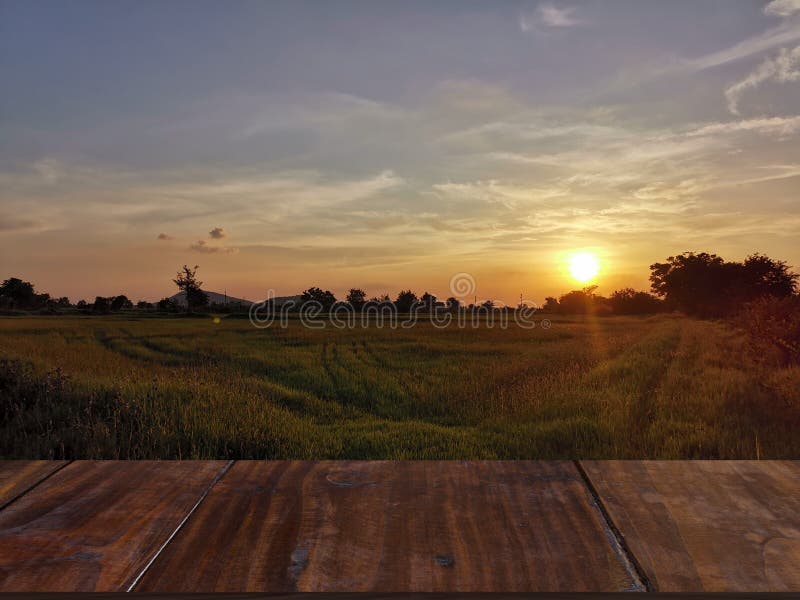 Sunrise Sunset at Rice Paddy Field Stock Image - Image of farmland ...