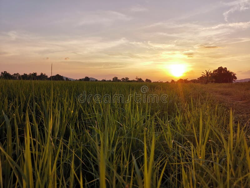 Sunrise Sunset at Rice Paddy Field Stock Image - Image of farmland ...