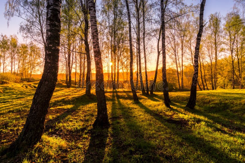 Sunrise or Sunset in a Spring Birch Forest with Rays of Sun Stock Image ...