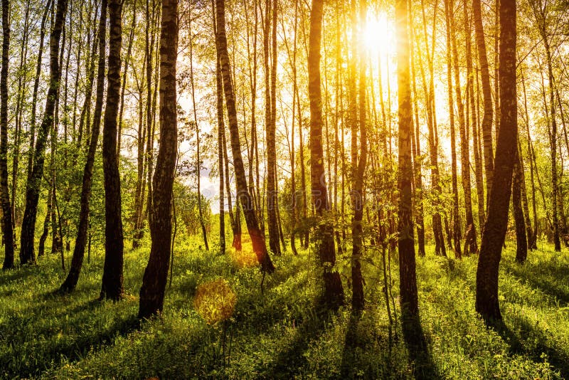 Sunrise or Sunset in a Spring Birch Forest with Rays of Sun Shining ...