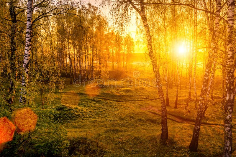 Sunrise or Sunset in a Spring Birch Forest with Rays of Sun Shining ...