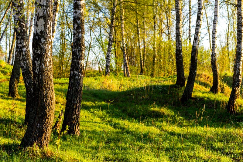 Sunrise or Sunset in a Spring Birch Forest with Young Green Leaves ...