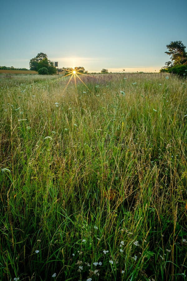 Sunrise Sunstar Over Green Meadow in Vertical Format Stock Image ...