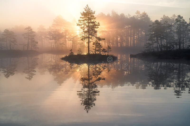 Sunrise in the Swamp by a Swamp Lake with a Floating Island Stock Image ...
