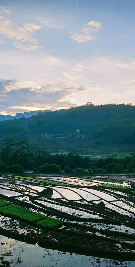 Sunrise Terraced Rice Fields and Mountains Stock Photo - Image of ...